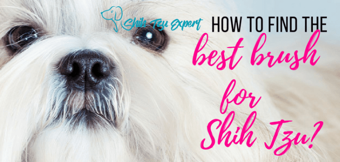 Prapso Shih Tzu [Your Ultimate Guide] - Shih Tzu Expert