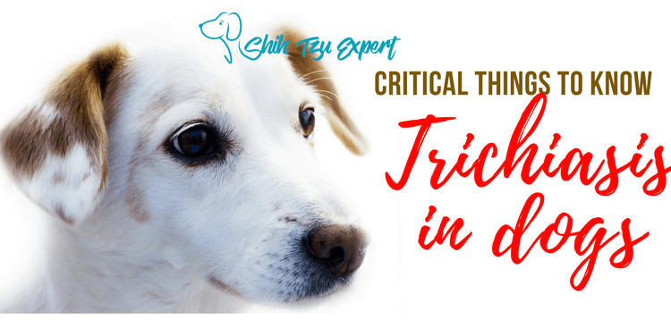 Trichiasis In Dogs Blepharitis And Neoplasms Of The Canine Eyelid