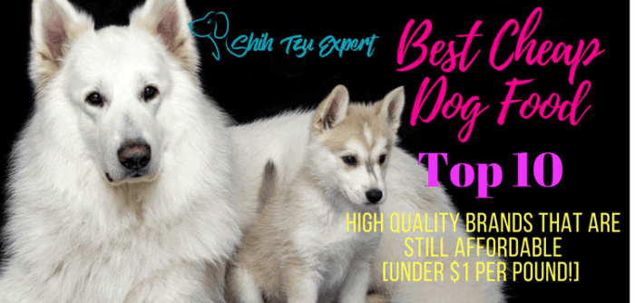 Prapso Shih Tzu [Your Ultimate Guide] - Shih Tzu Expert