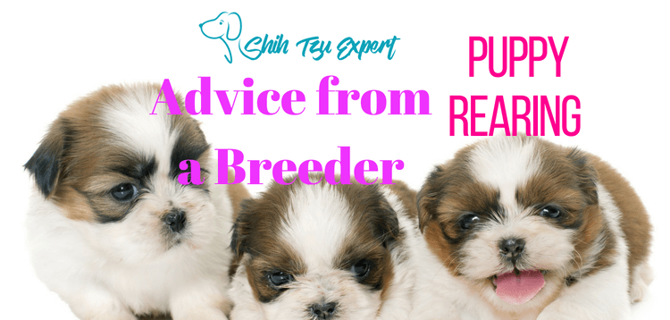 Puppy Rearing : How to Raise a Puppy [Your Ultimate Guide]