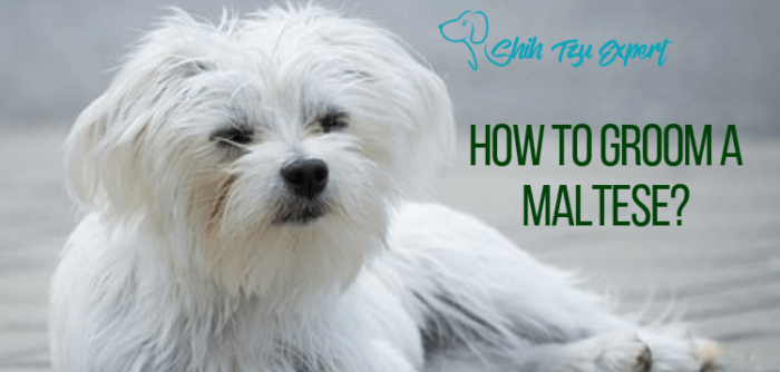 Maltese Shih Tzu mix (Mal-Shi) : Friendly, Small, High-energy