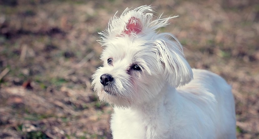 Maltese Shih Tzu mix (Mal-Shi) : Friendly, Small, High-energy