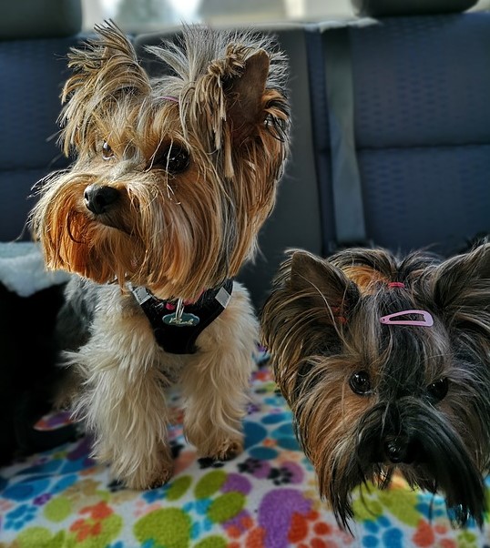 Miniature Australian Shepherd Shih Tzu mix (Standard Auss-Tzu aka ...