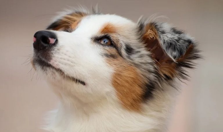 Prapso Shih Tzu [Your Ultimate Guide] - Shih Tzu Expert