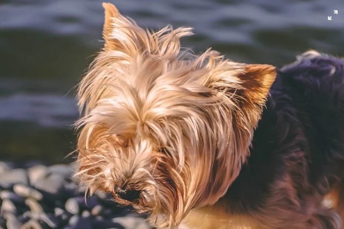 The Shih Tzu Wire Fox Terrier Mix (Fo-Tzu) - Shih Tzu Expert