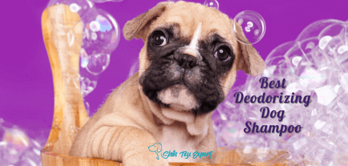 What Is Shih Tzu Liver Line? [Explained With Examples] - Shih Tzu Expert