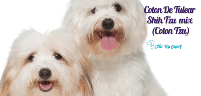 Coton De Tulear Shih Tzu mix (Coton Tzu)