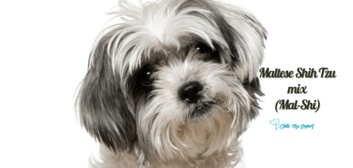 Maltese Shih Tzu mix (Mal-Shi) : Friendly, Small, High-energy