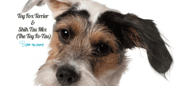The Toy Fo-Tzu - Toy Fox Terrier and Shih Tzu Mix