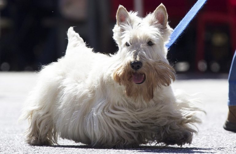 The Scottish Terrier Shih Tzu Mix (Sco-Shi) - Shih Tzu Expert
