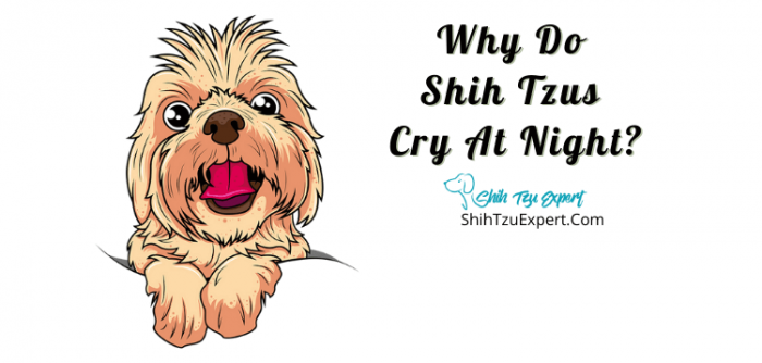 Why Do Shih Tzus Cry At Night? [Explained With Examples] - Shih Tzu Expert
