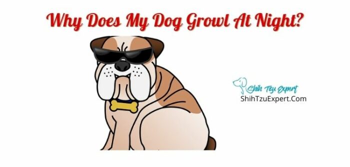 Why Does My Dog Growl At Night? - Shih Tzu Expert