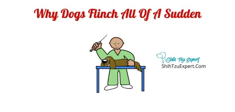 Why Does My Dog Flinch All Of A Sudden? - Shih Tzu Expert
