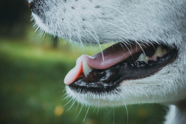 4 Things You Need To Know About Dog Bites - Shih Tzu Expert